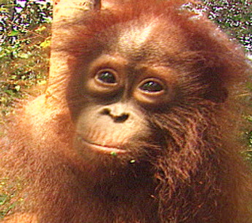 Asia's Last Great Apes - SWPictures